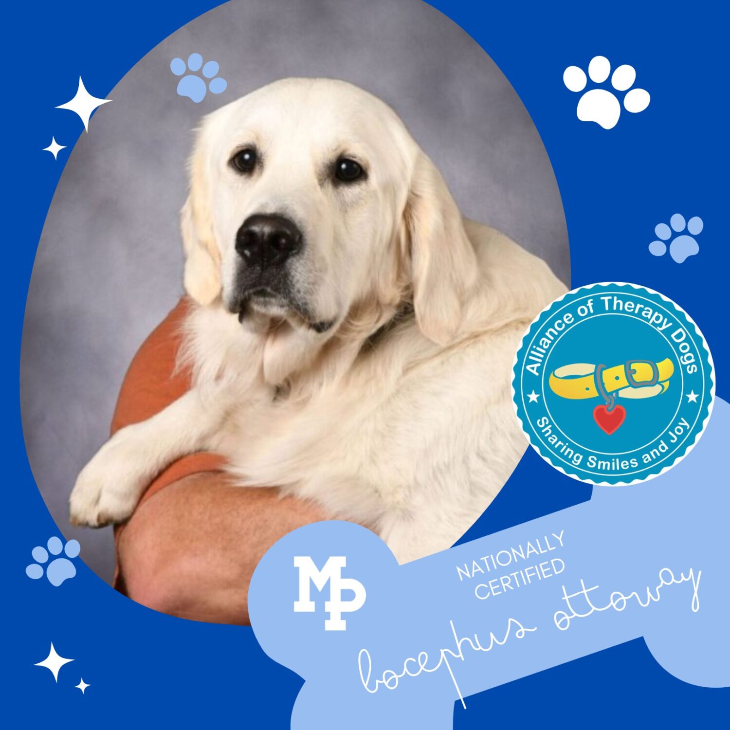 Mineral Point School District | Bo Earns National Therapy Dog Certification